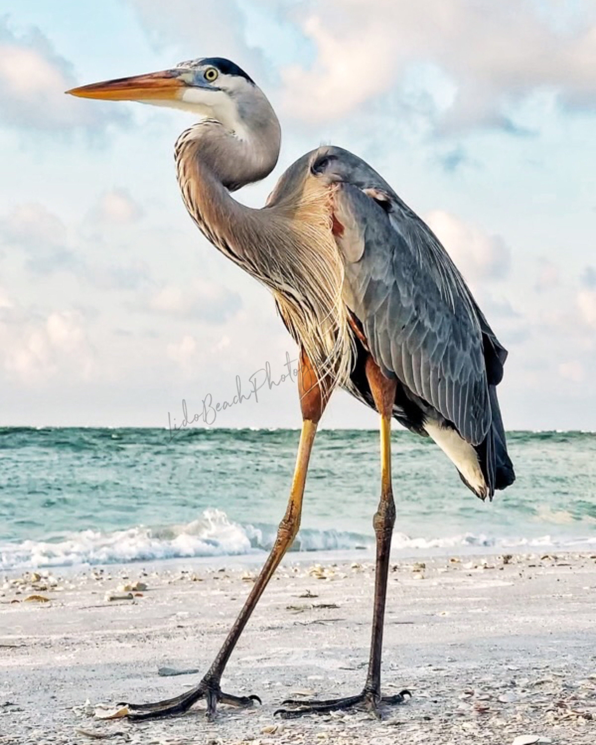 Great Blue Heron, Bird Photography, Florida Photography, Nature Print ...
