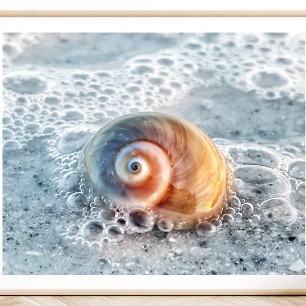 Seashell Print - Etsy