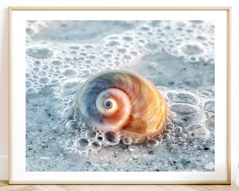 Seashell Photography Shell Photo Beach Decor Fine Art | Etsy