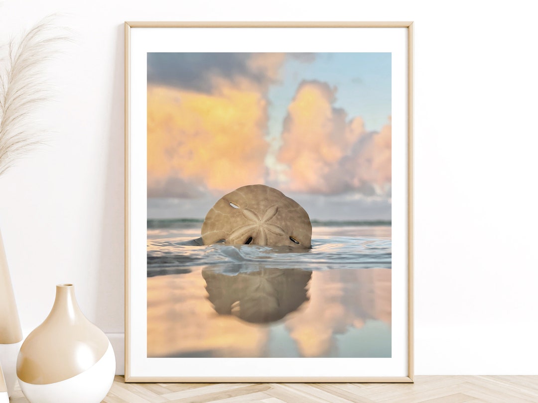 Seashell Fine Art Print, Sand Dollar Wall Art, Sand Dollar Home Decor ...