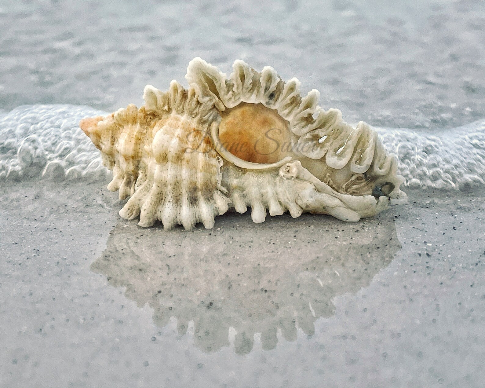 Lace Murex Seashell Fine Art Print Seashell Photography Sea - Etsy