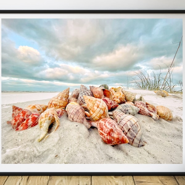 Seashell Photography - Etsy