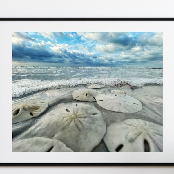 Sand Dollar Seashell - Etsy