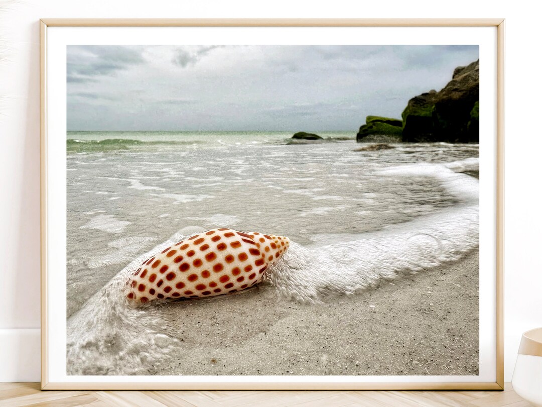 Junonia Seashell Fine Art Print, Sea Life Fine Art, Spotted Sea Shell ...