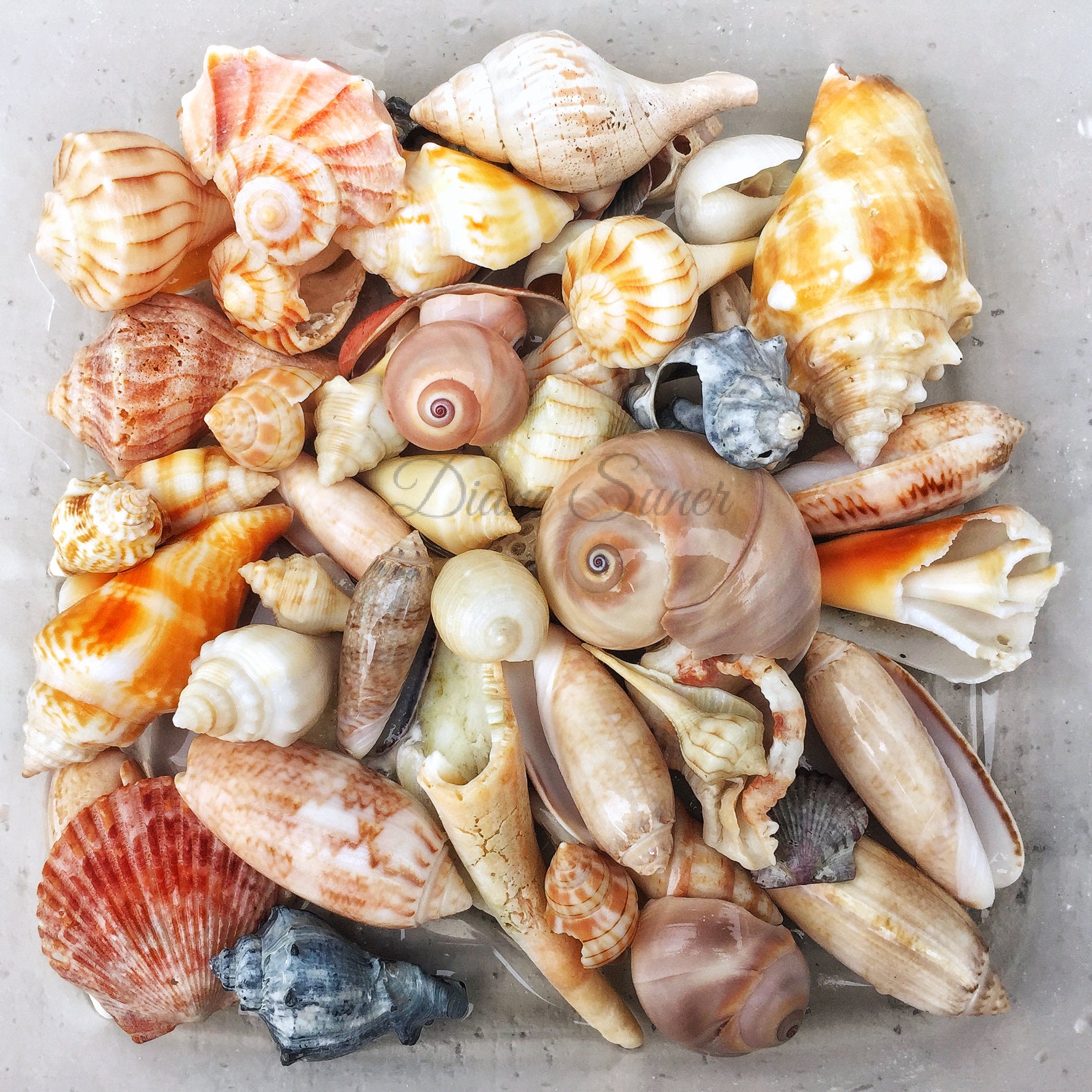 Seashells Fine Art Print Seashell Photography Coastal Wall - Etsy