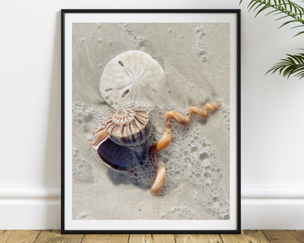 Seashell Fine Art Print Sand Dollar Print Ocean Life - Etsy