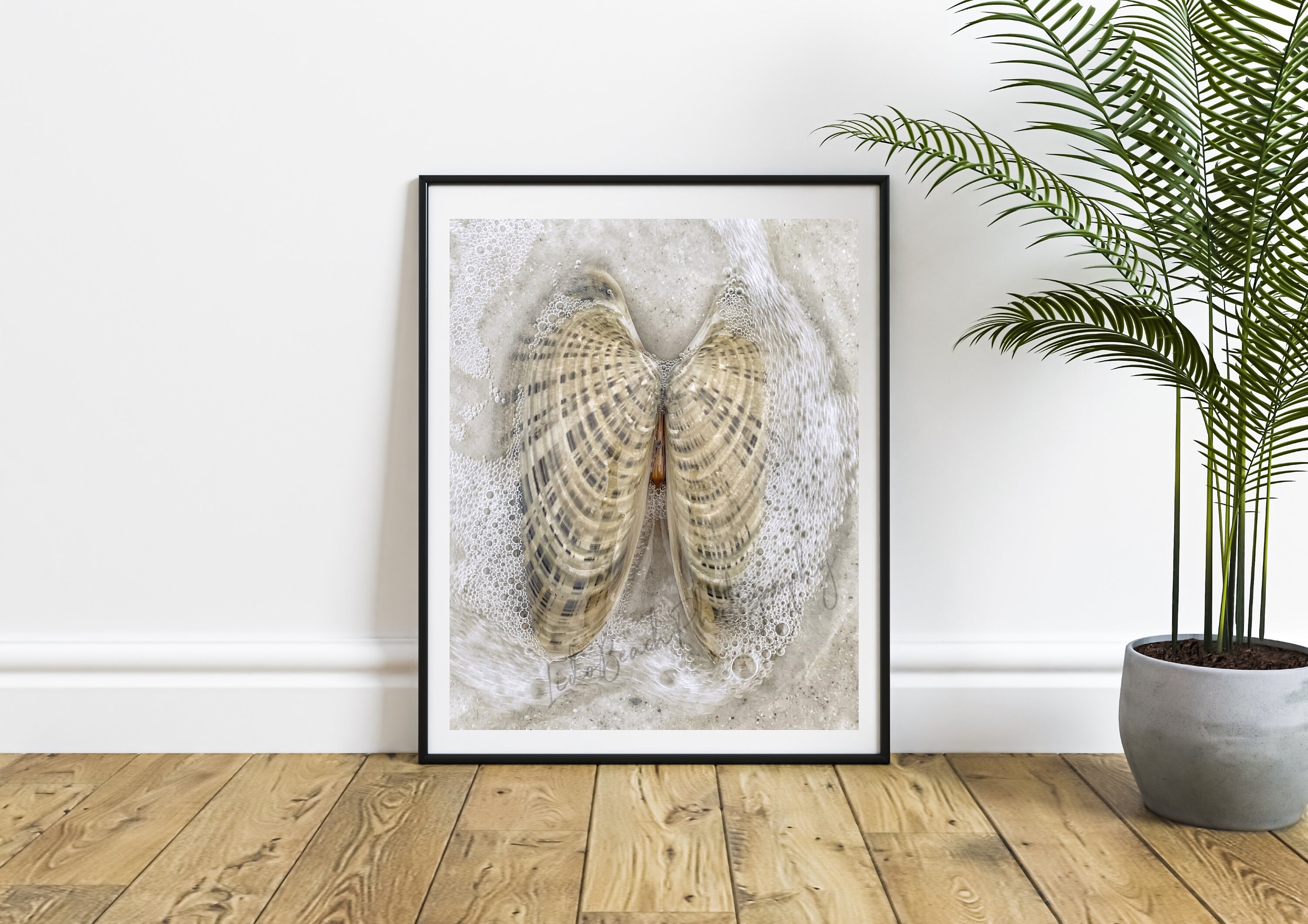 Sunray Venus Clam Seashell Photography Clam Photography - Etsy