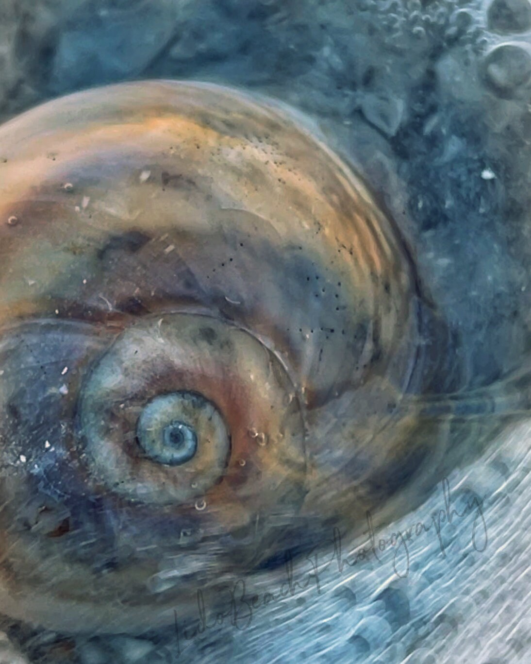 Seashell Photography, Shell Photo, Beach Decor, Fine Art Print, Coastal ...