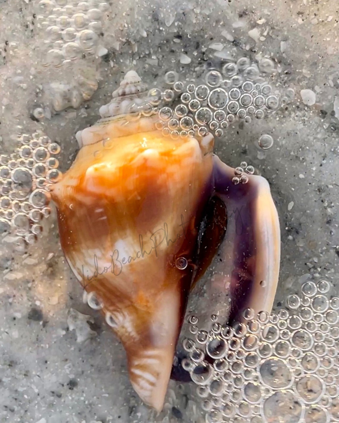 Seashell Photography, Shell Photo, Beach Decor, Fine Art Print, Coastal ...