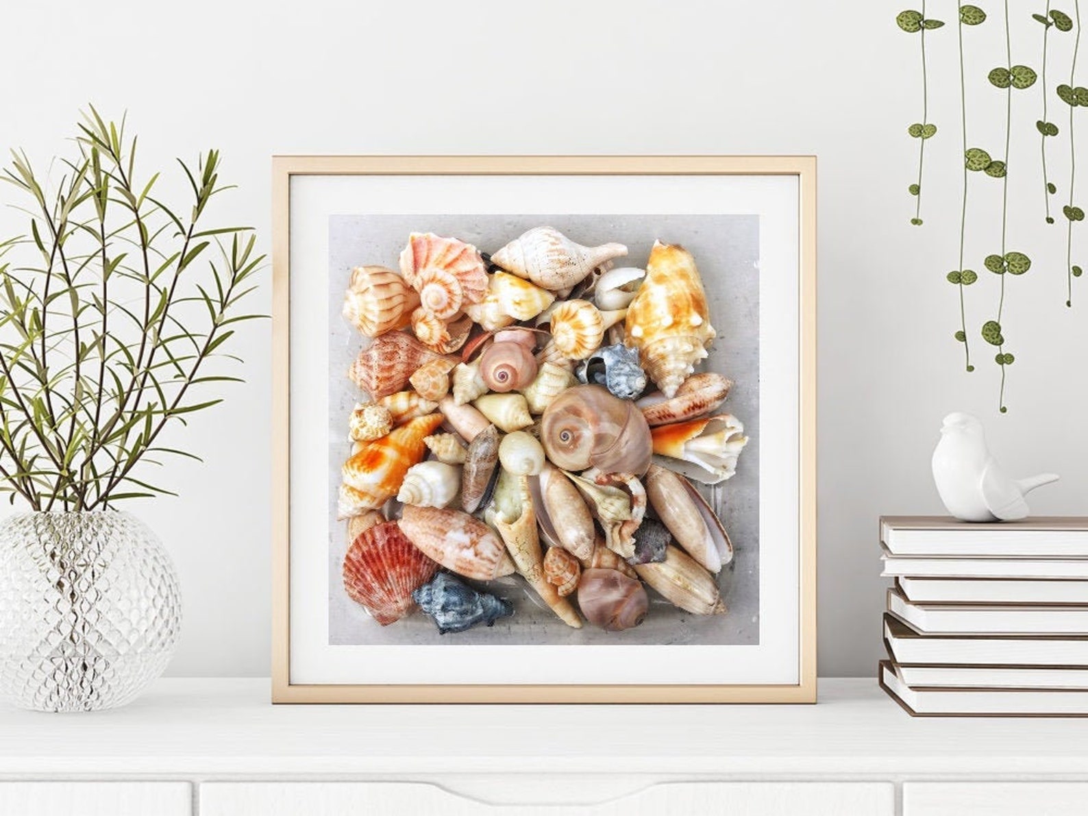 Seashells Fine Art Print Seashell Photography Coastal Wall - Etsy