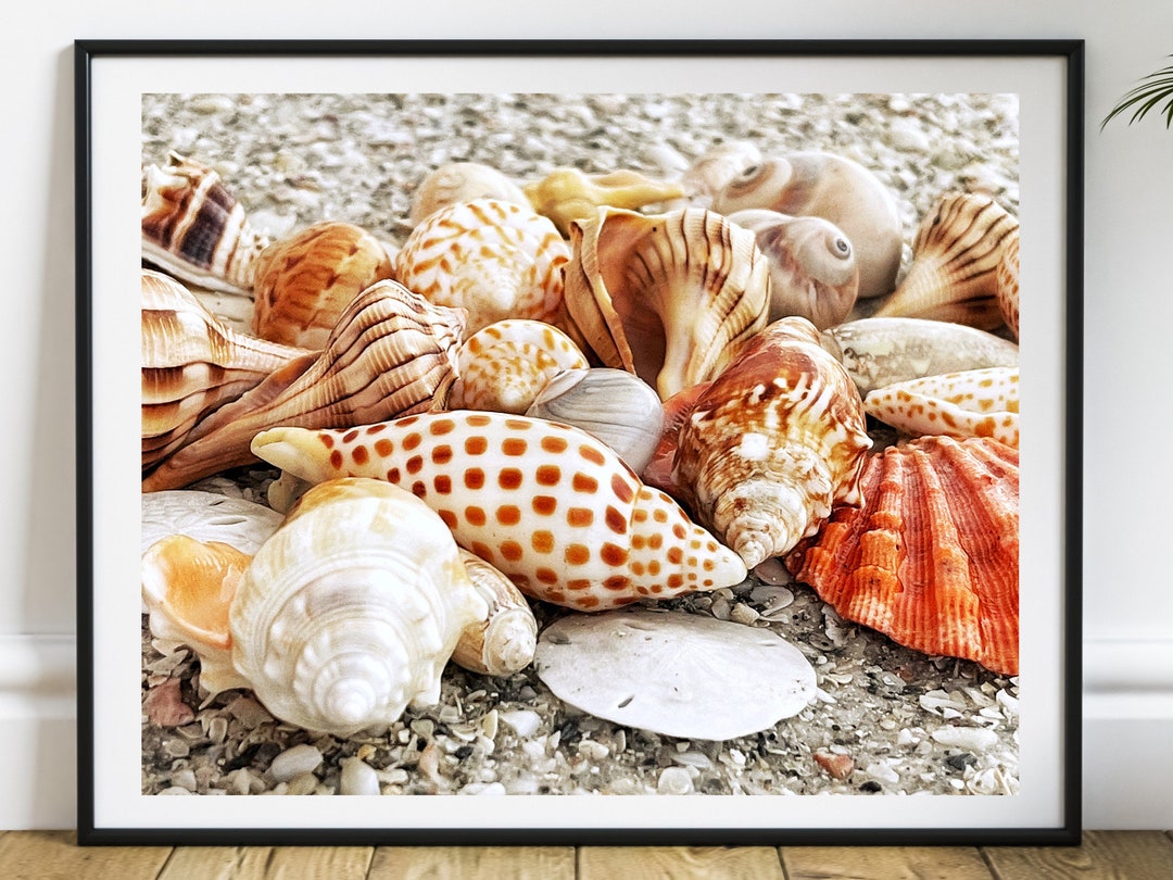 Seashells Fine Art Print, Seashell Photography, Coastal Wall Decor ...
