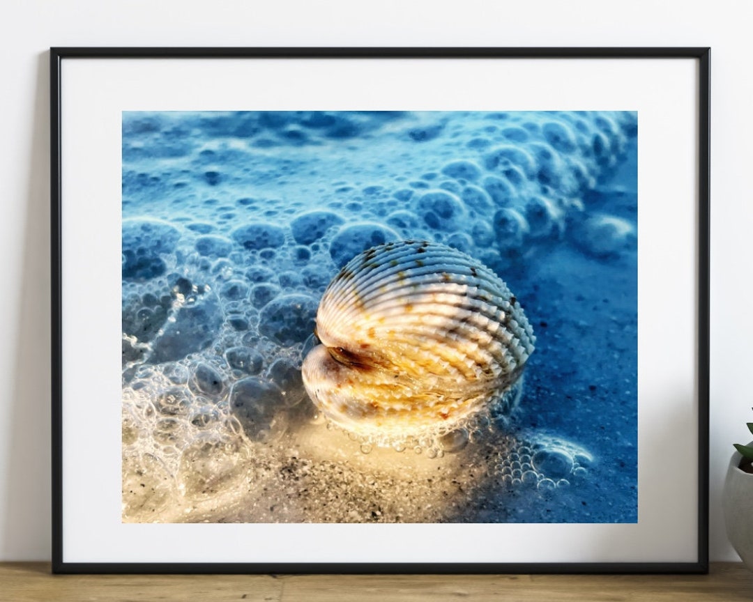 Prickly Cockle Seashells Fine Art Print,seashells Wall Art, Seashell ...