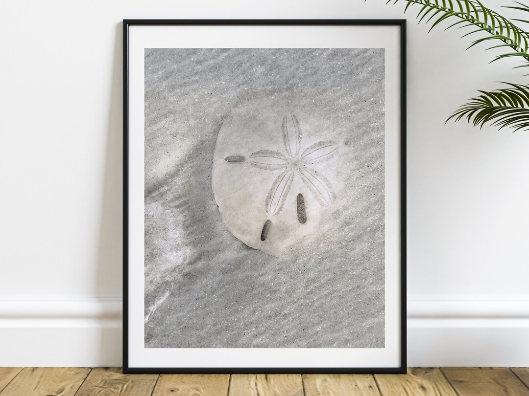 Seashell Fine Art Print, Sand Dollar Wall Art, Sand Dollar Home Decor ...