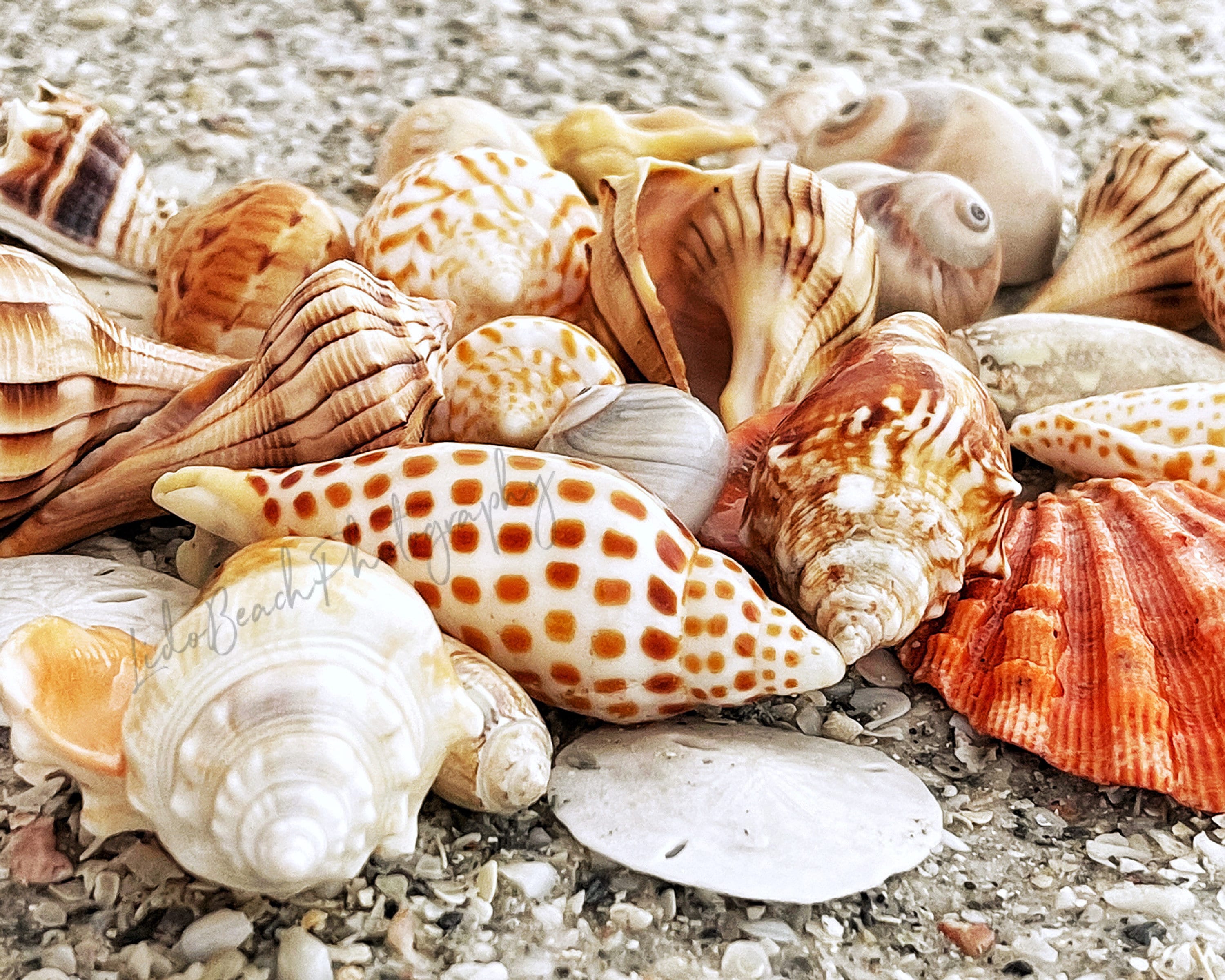 Seashells Fine Art Print Seashell Photography Coastal Wall - Etsy