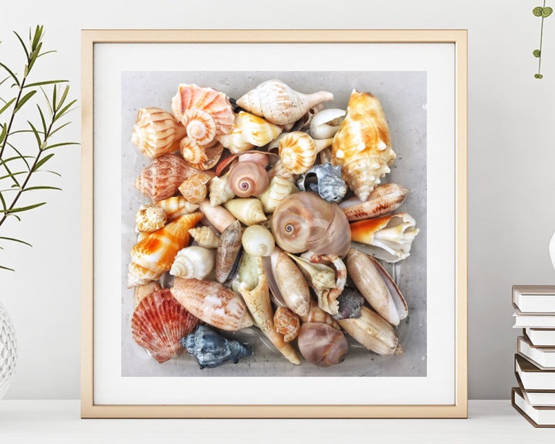 Seashells Fine Art Print Seashell Photography Coastal Wall - Etsy