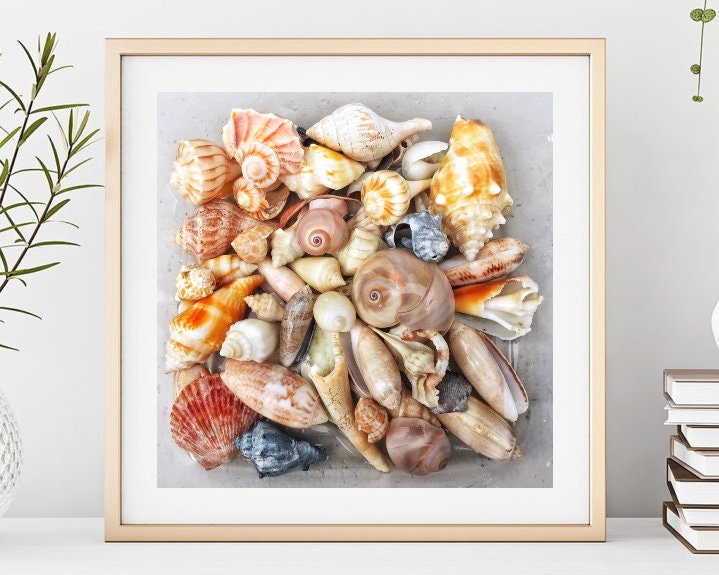 Seashells Fine Art Print Seashell Photography Coastal Wall - Etsy