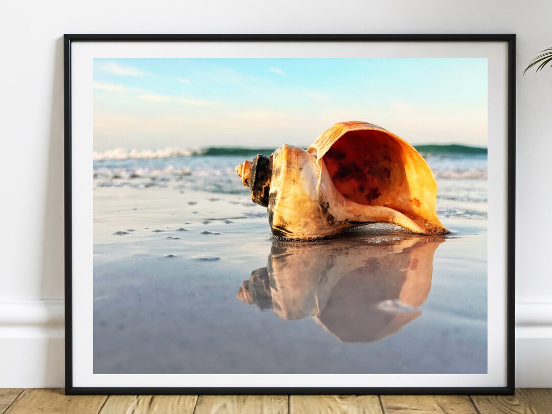 Lightning Whelk, Seashell Photography, Shell Photo, Beach Decor, Fine ...