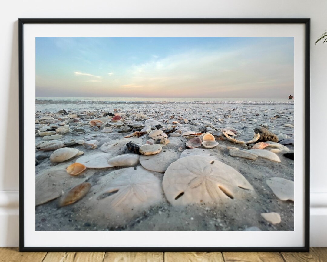 Seashell Fine Art Print, Sand Dollar Wall Art, Sand Dollar Home Decor ...