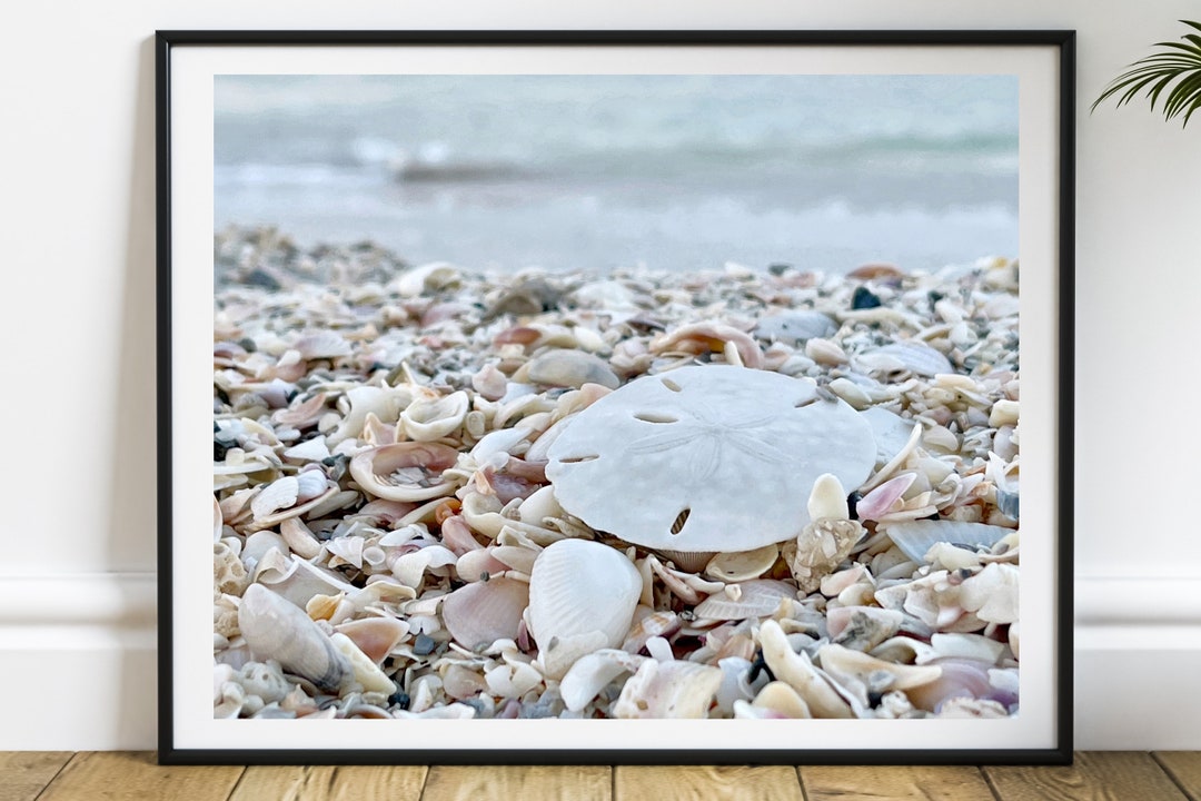 Seashell Fine Art Print, Sand Dollar Wall Art, Sand Dollar Home Decor ...