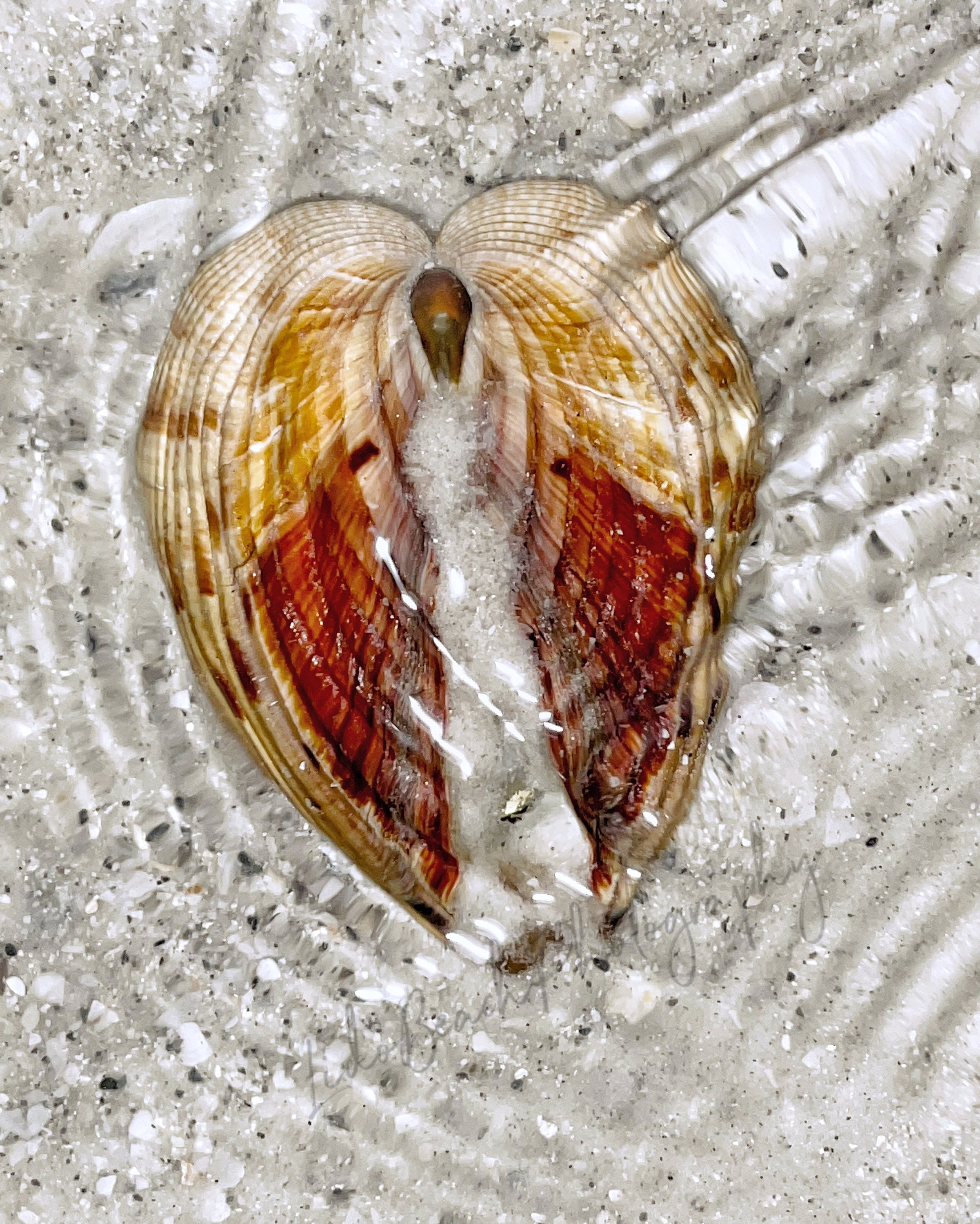 Seashell Photography, Shell Photo, Beach Decor, Fine Art Print, Coastal ...