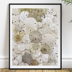 Seashell Fine Art Print, Sand Dollar Wall Art, Sand Dollar Home Decor ...