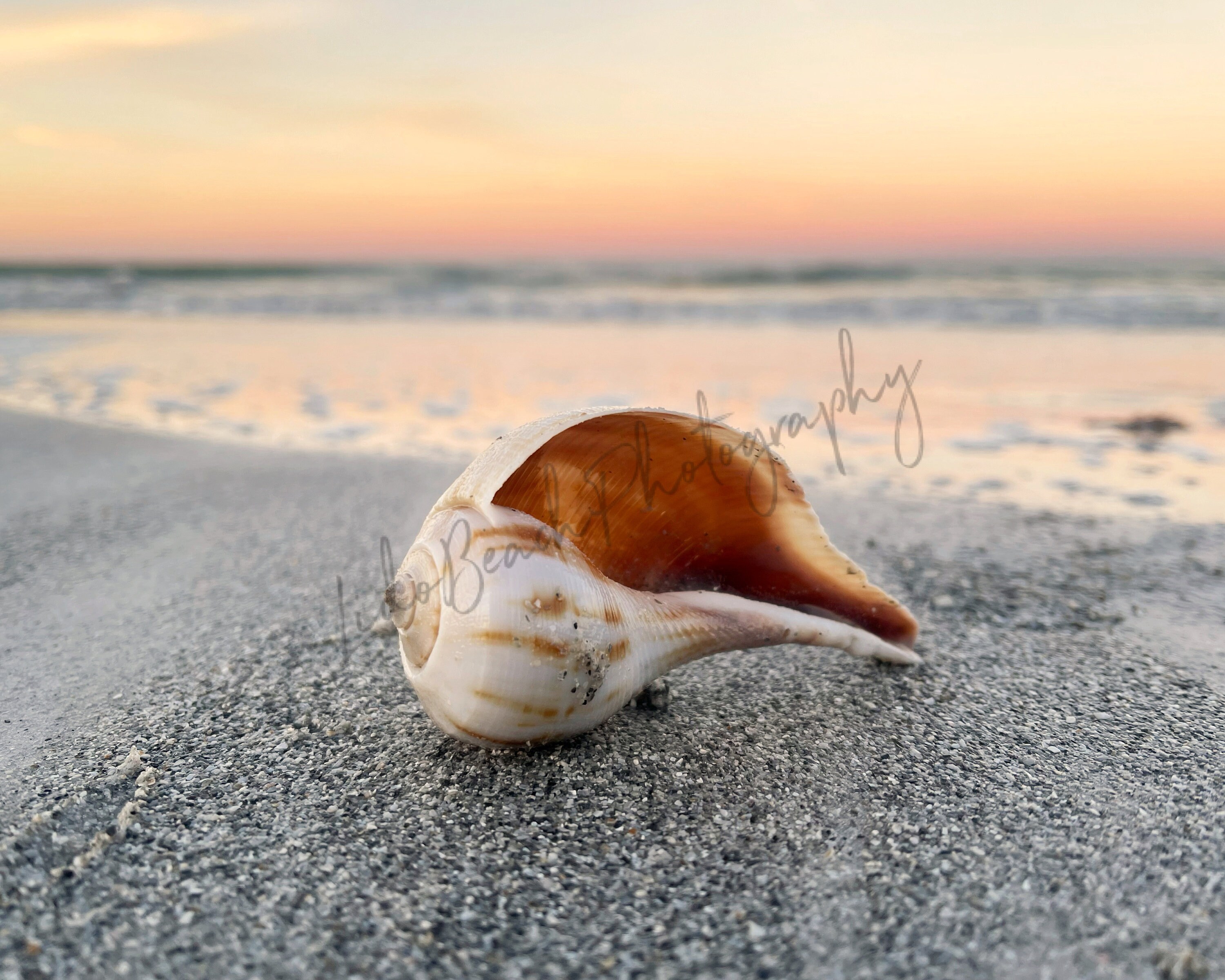 Pear Whelk Print Sea Shells Fine Art Print Coastal House - Etsy