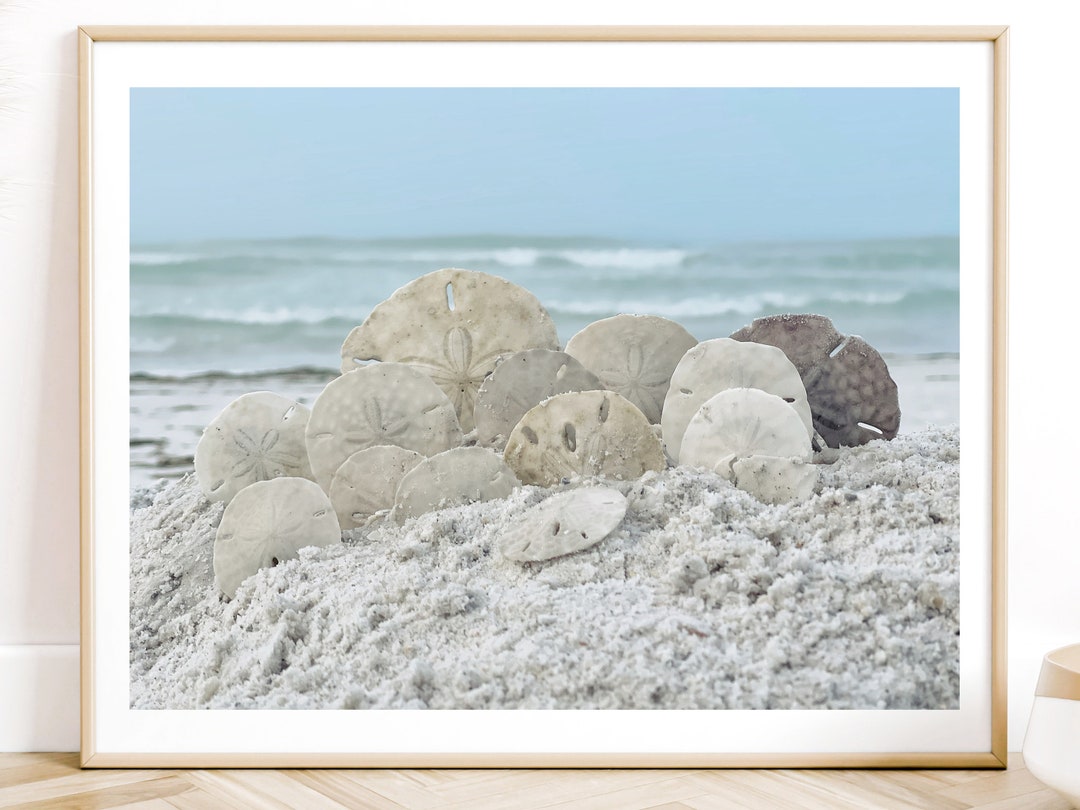 Seashell Fine Art Print, Sand Dollar Wall Art, Sand Dollar Home Decor ...