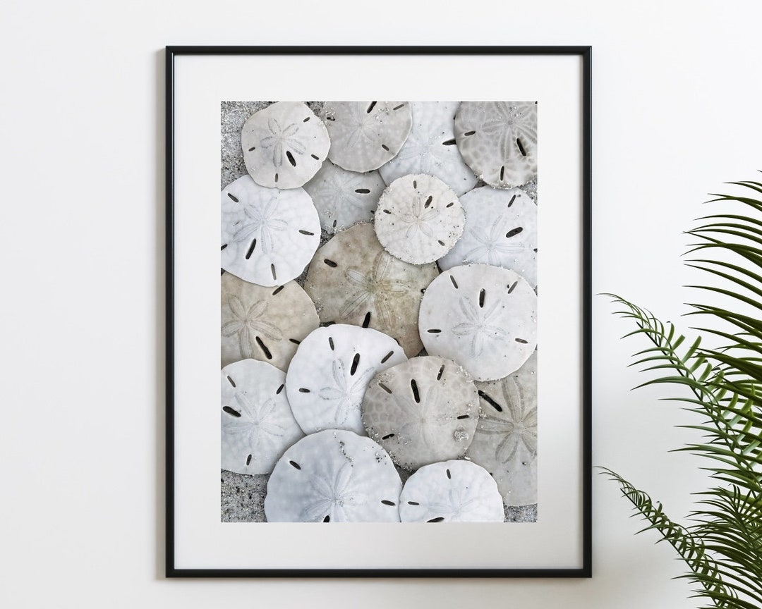 Seashell Fine Art Print, Sand Dollar Wall Art, Sand Dollar Home Decor ...