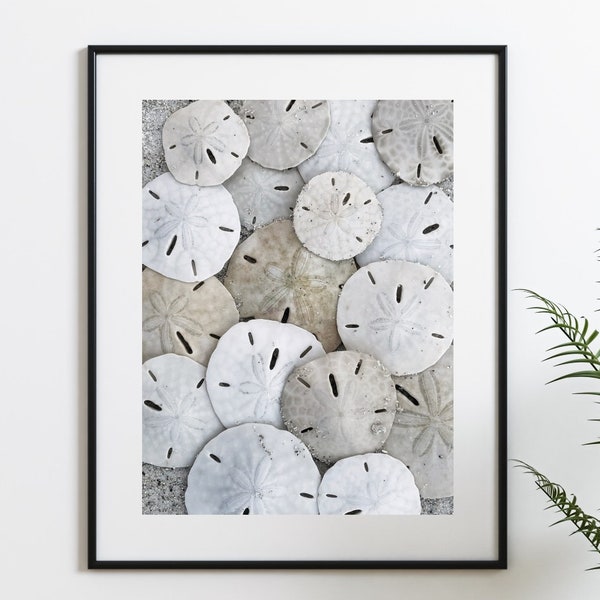 Sand Dollar Art - Etsy