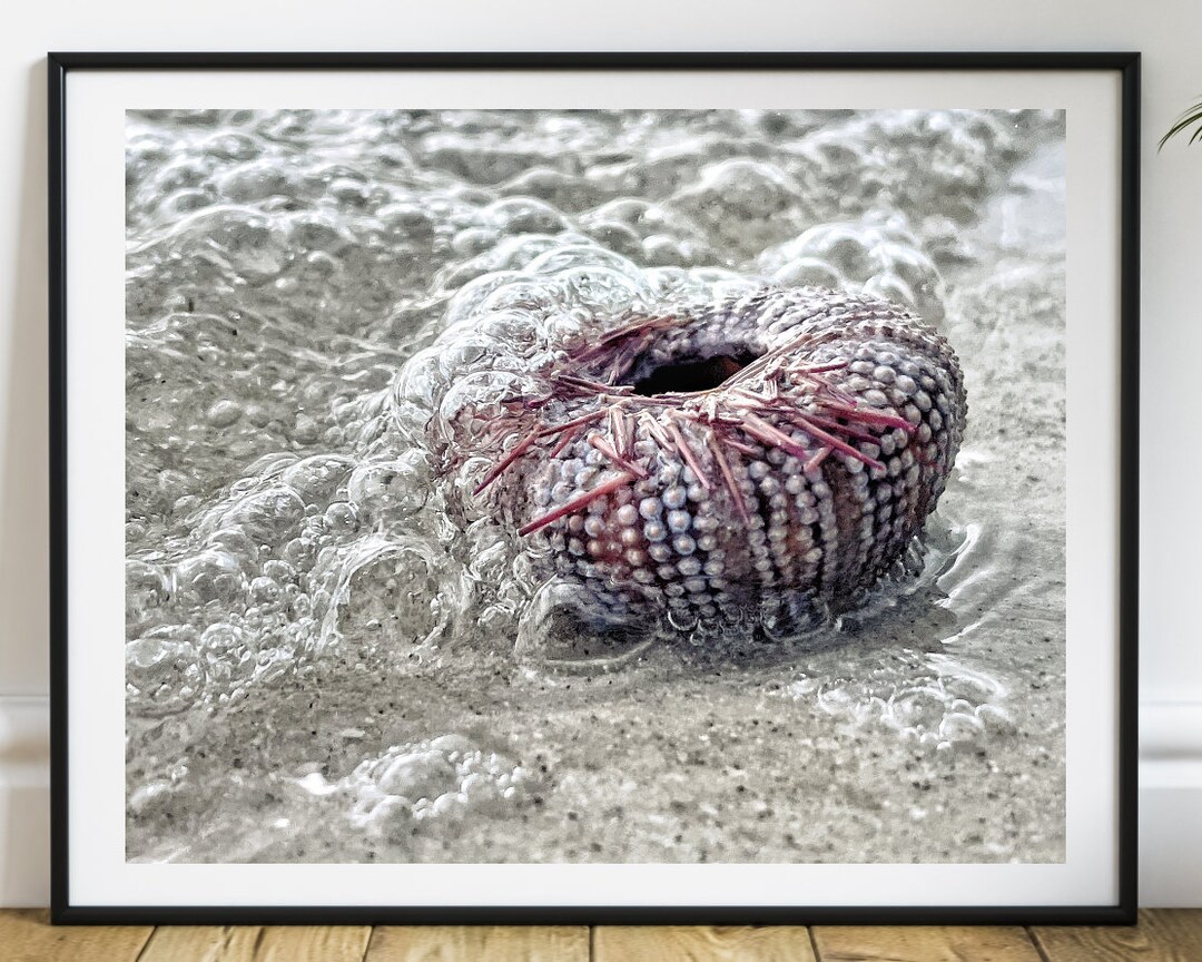 Purple Sea Urchin,seashells Fine Art Print, Seashell Photography ...
