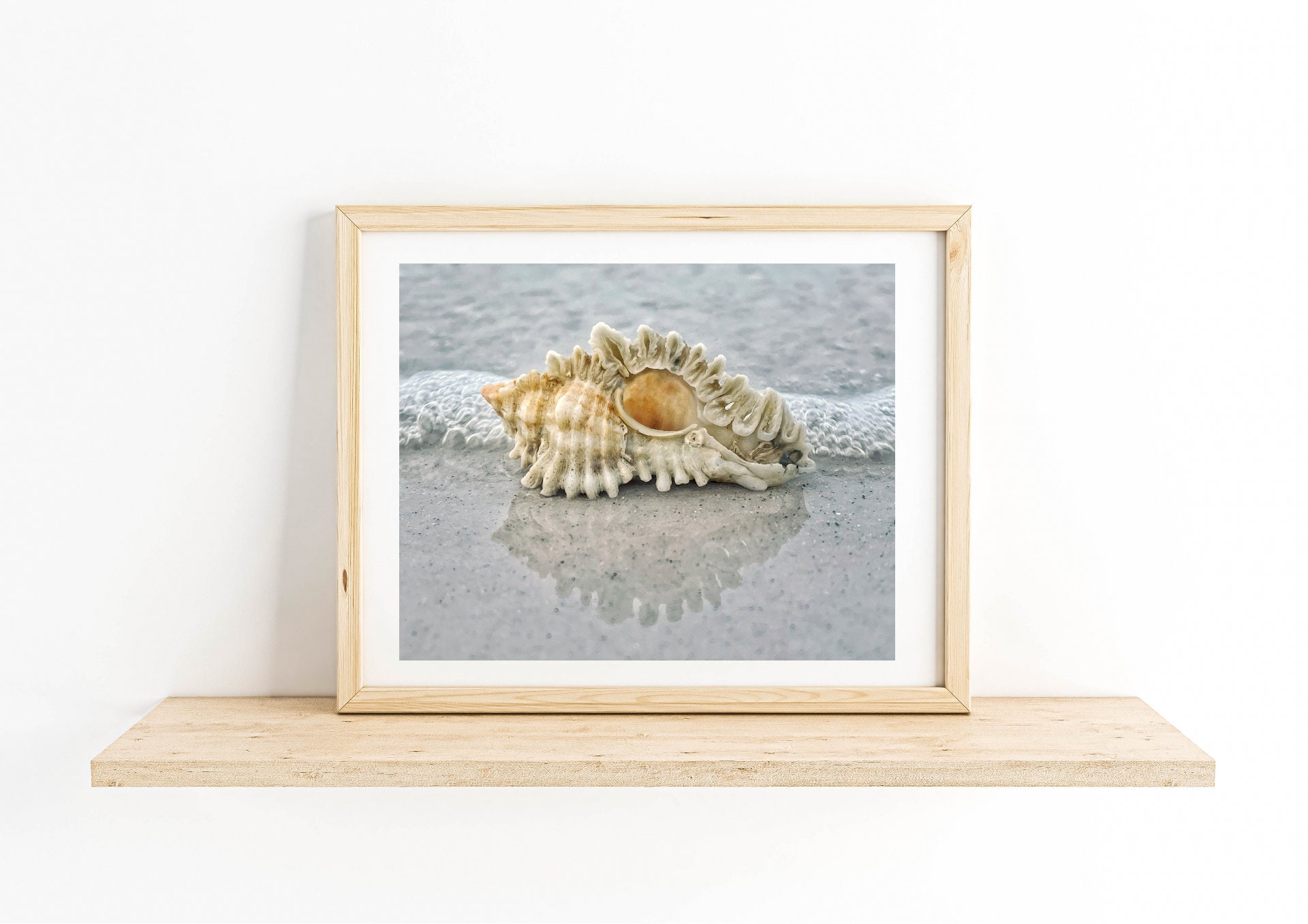 Lace Murex Seashell Fine Art Print Seashell Photography Sea - Etsy