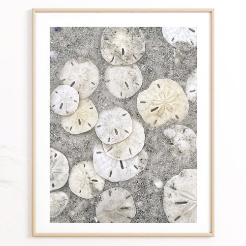 Seashell Fine Art Print Sand Dollar Wall Art Sand Dollar - Etsy