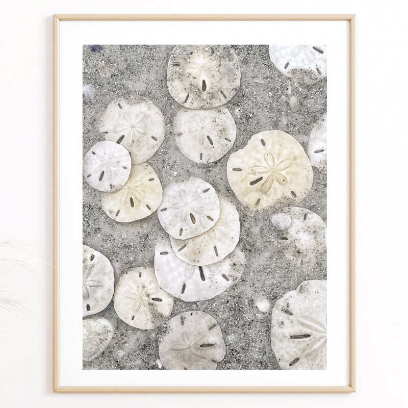 Sand Dollar Seashell - Etsy