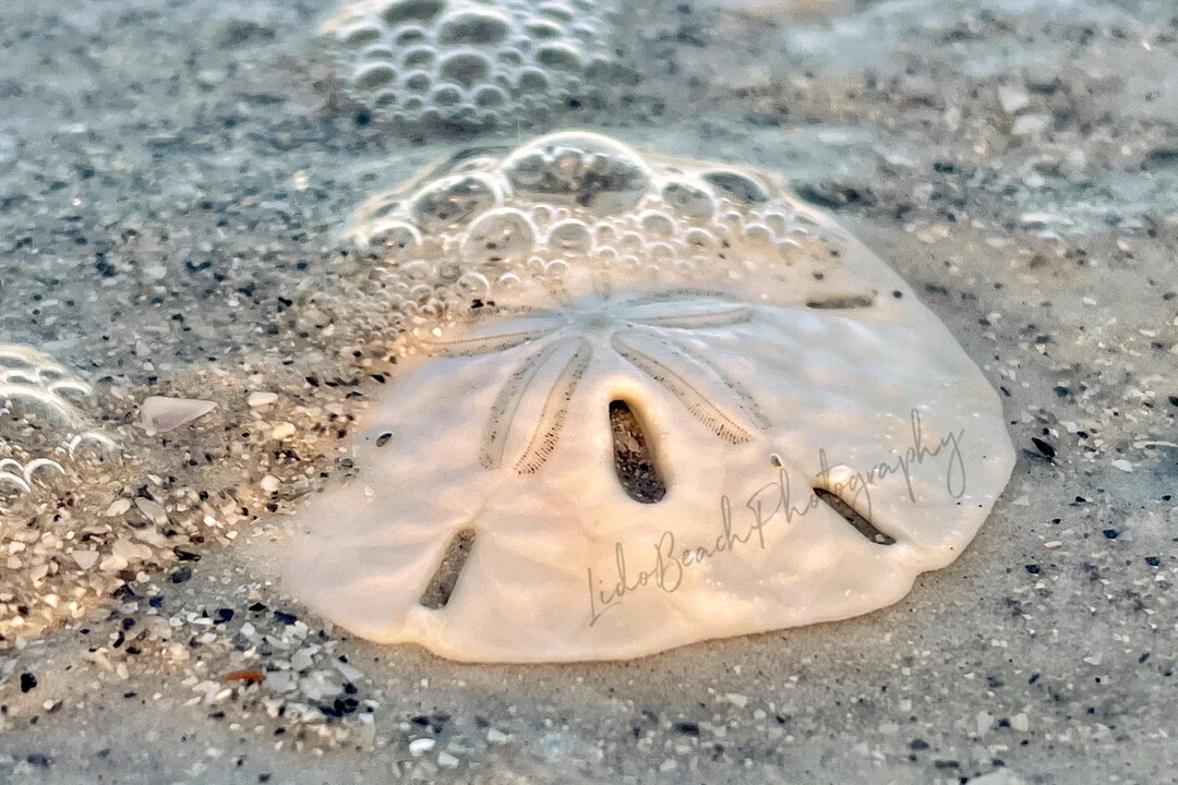 4x6 Inch - Digital Custom Order - Sand Dollar Print, Sand Dollars ...