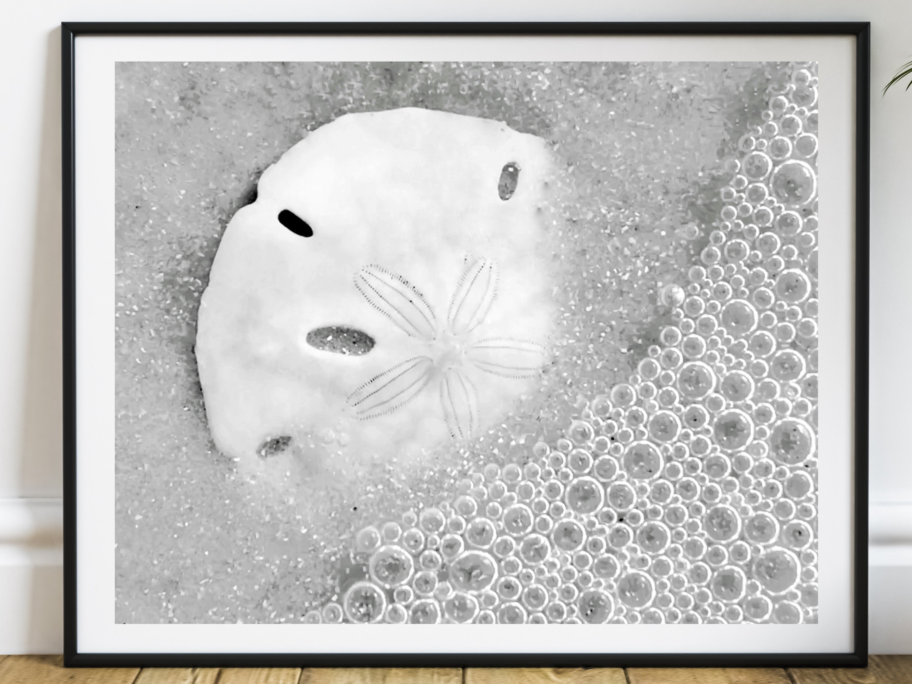Seashell Fine Art Print, Sand Dollar Wall Art, Sand Dollar Home Decor ...