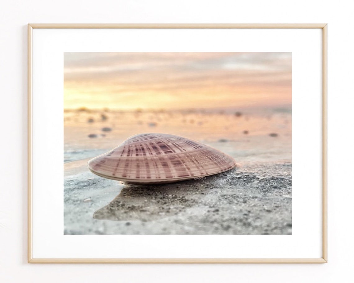 Sunray Venus Clam, Sea Shell Fine Art Print, Clam Photography Print ...