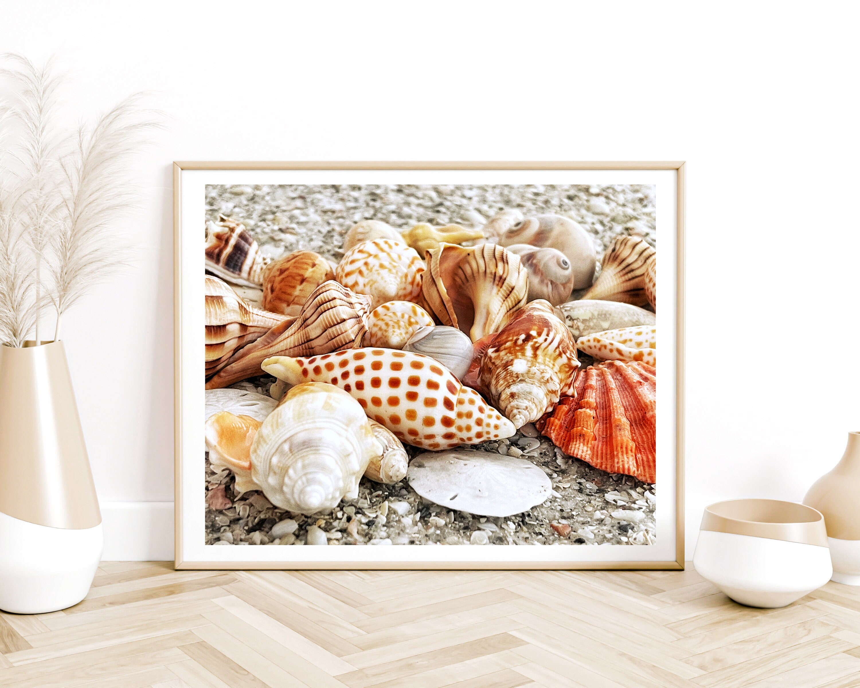 Seashells Fine Art Print Seashell Photography Coastal Wall - Etsy
