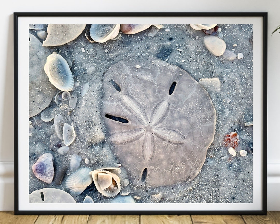 Seashell Fine Art Print, Sand Dollar Wall Art, Sand Dollar Home Decor ...