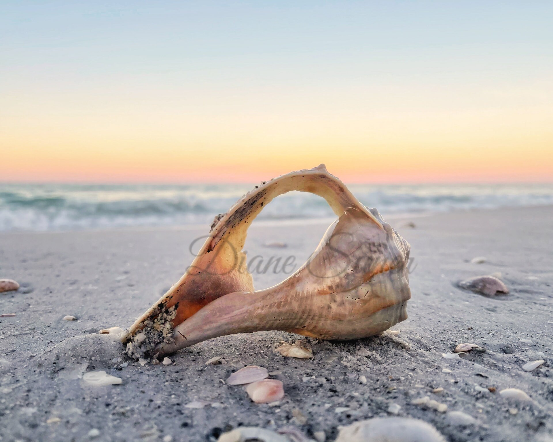 Seashell Photography Shell Photo Beach Decor Fine Art - Etsy