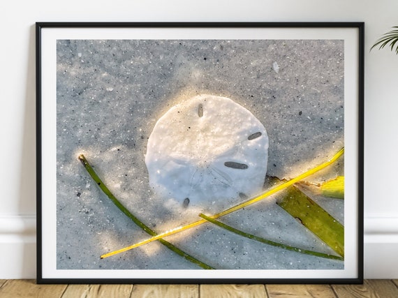 Seashell Fine Art Print Sand Dollar Wall Art Sand Dollar - Etsy