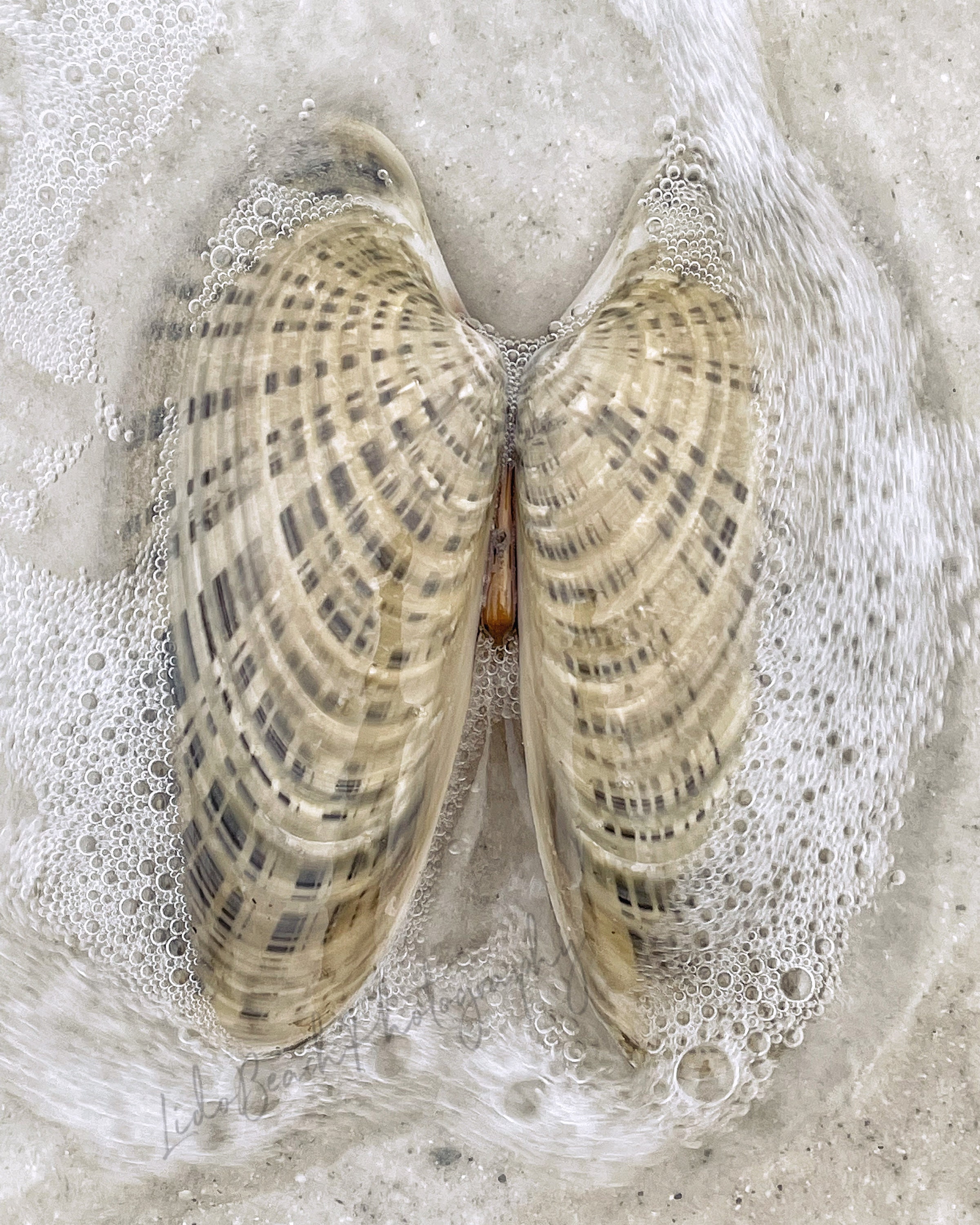 Sunray Venus Clam Seashell Photography Clam Photography - Etsy