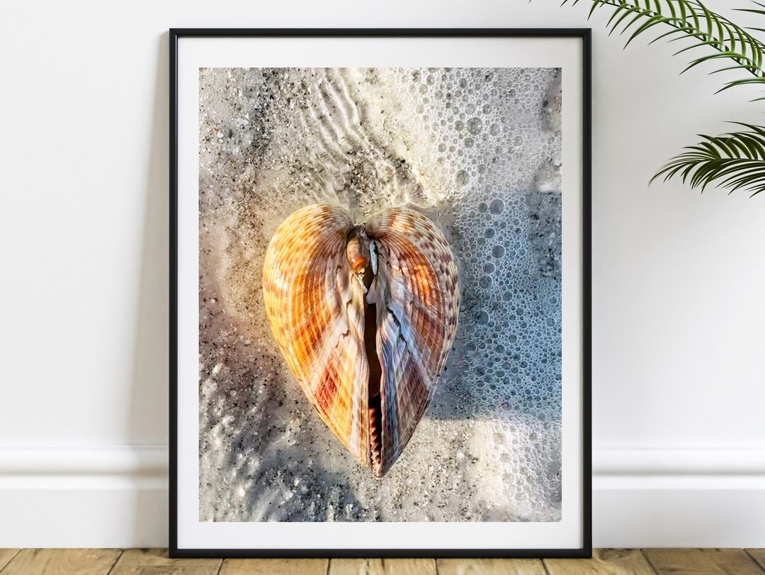 Seashell Photography, Shell Photo, Beach Decor, Fine Art Print, Coastal ...