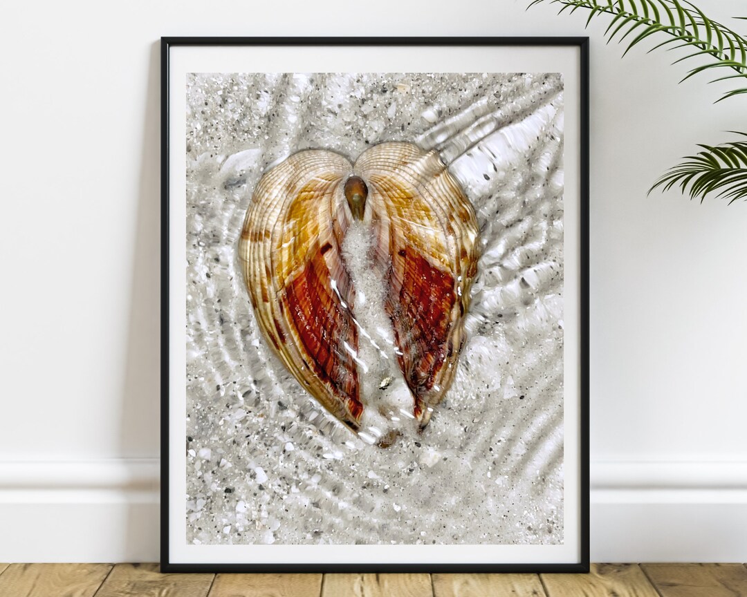 Seashell Photography, Shell Photo, Beach Decor, Fine Art Print, Coastal ...