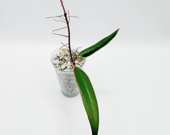 Hoya Sulawesiana Albomarginata Rooted Plant - Etsy