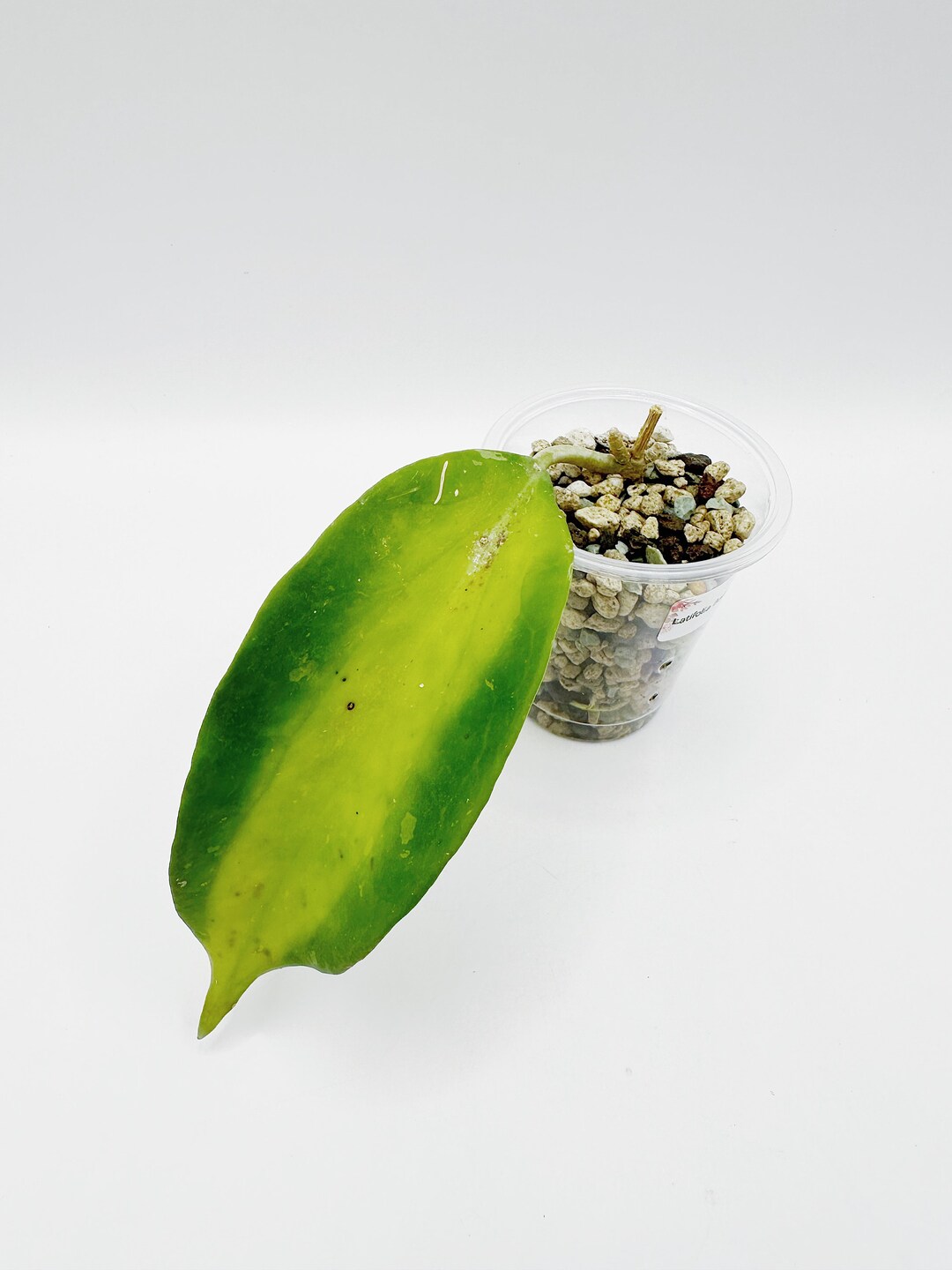 Hoya Latifolia Baibua Rooted + Free Surprising Cutting/rare Hoya/uncommon - Etsy