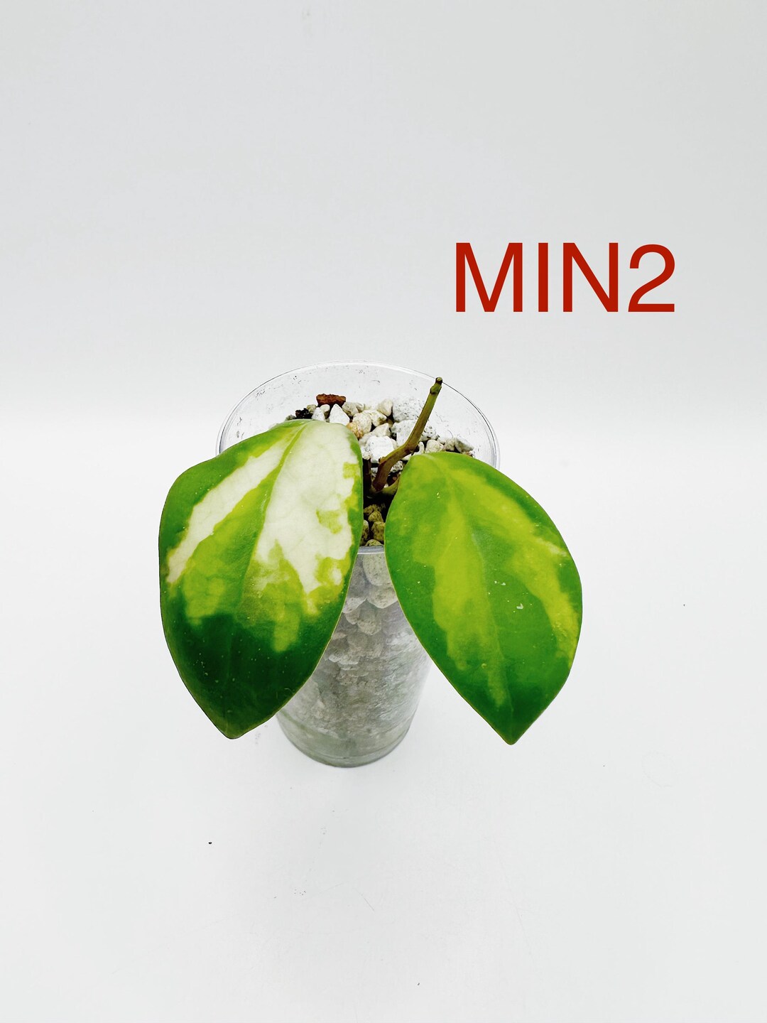 Hoya Mindorensis Variegata Rooted Active Growth Point + Free Surprising Cutting/rare Hoya ...