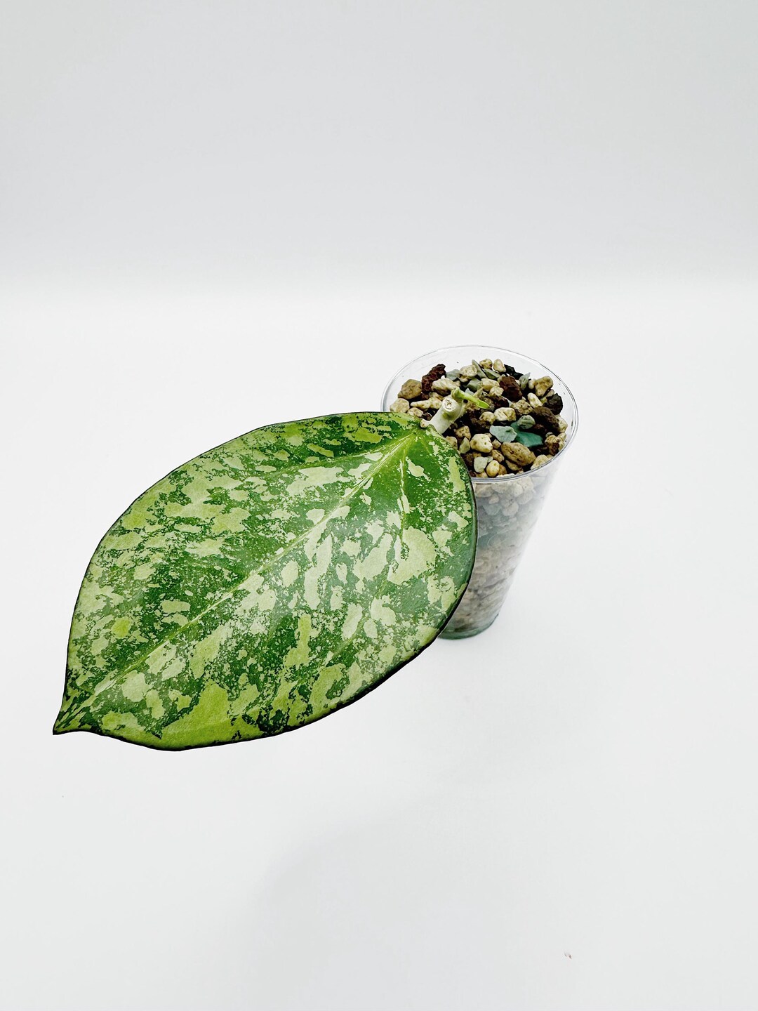 Hoya Patcharawalai 023 Silver Splash Rooted Active Growth Point Free ...