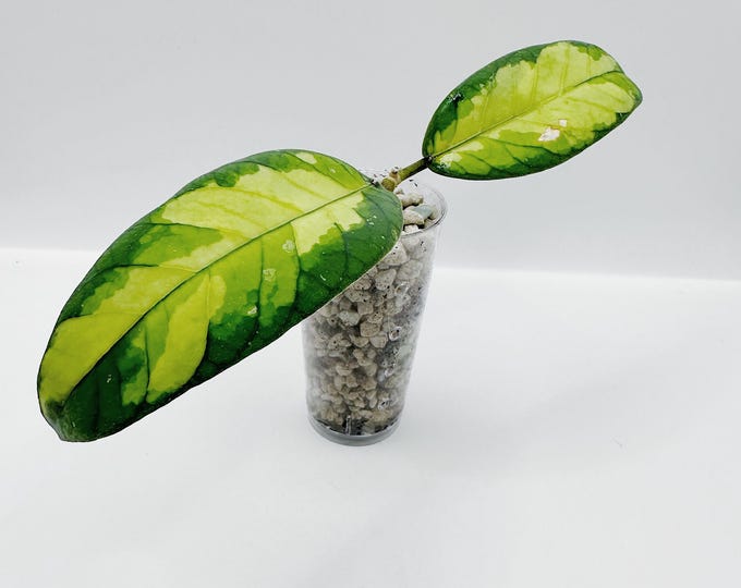 Hoya Sp. Aceh Ladia Galaska Rooted + Free Surprising Cutting - Etsy