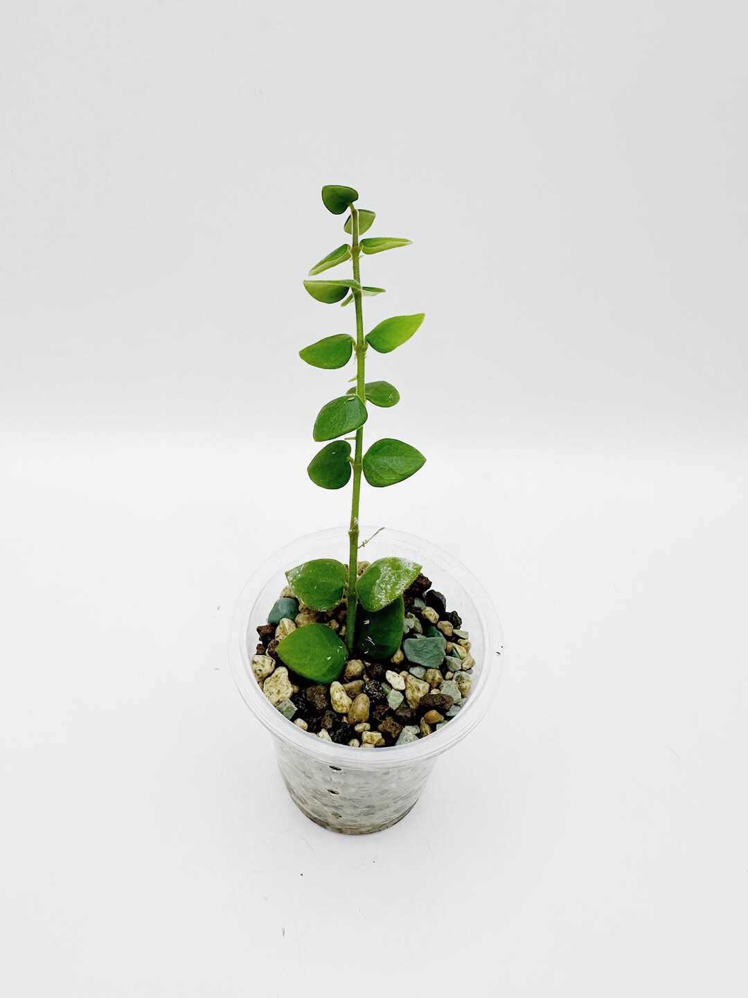 Hoya Chinghungensis Rooted Active Growth Point Free Surprising Cutting ...