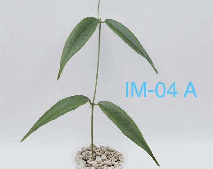 Hoya Paradisea IM-04 Rooted Active Growth Point + Free Surprising ...